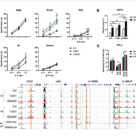 Nk Cell Differentiation Upon T Bet Or Eomes Overexpression In Human Download Scientific