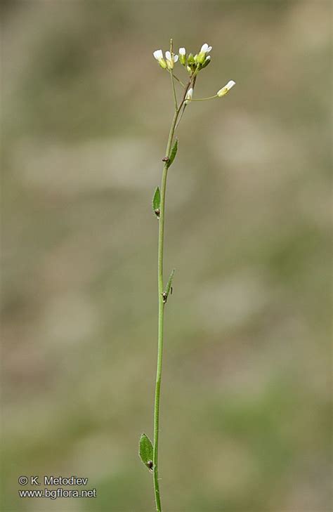 Arabidopsis Thaliana Picture 1 The Bulgarian Flora Online
