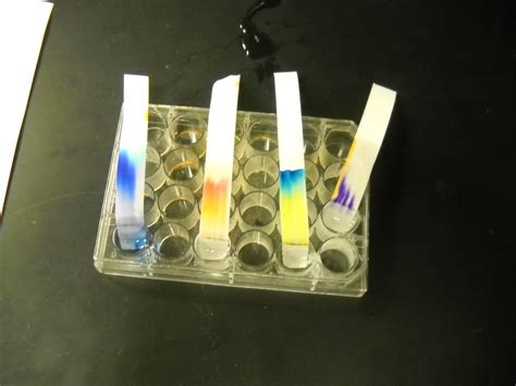 Chemistry Class Labs Lab Chromatography Lab Report