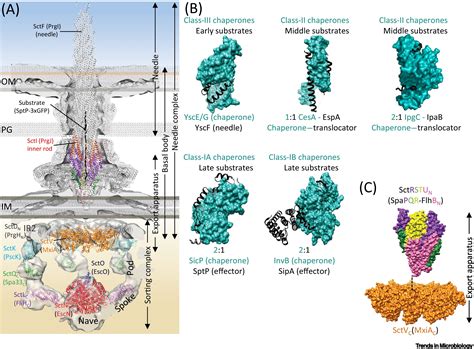 Substrate Recruitment Mechanism By Gram Negative Type Iii Iv And Vi