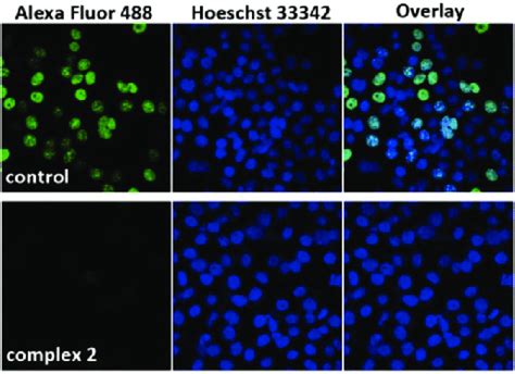 Hepg2 Cells Were Cultured With Complex 2 At 10 μm For 24 H Cells Were