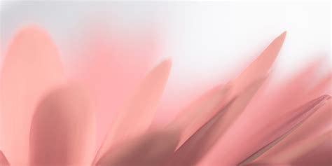 Universelle Buly Apre In Giappone