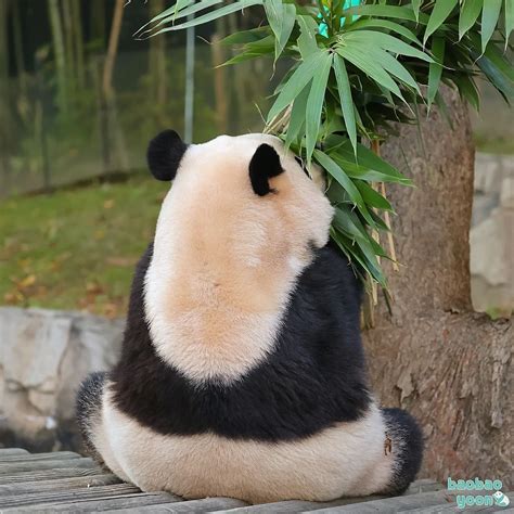 더쿠 푸바오 뒷모습 모음