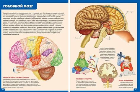 Мозг человека картинки для детей