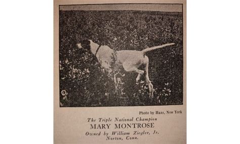 Triple National Champion Mary Montrose Pointer Project Upland