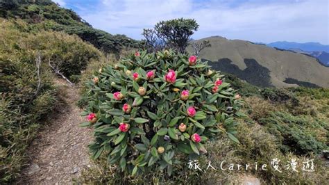 【南投仁愛旅遊】合歡東峰步道‧合歡山高山杜鵑花季〜合歡山高山杜鵑繽紛花海，合歡山三寶 金翼白眉，賞花、登山、生態豐富的高山旅遊！ 旅人