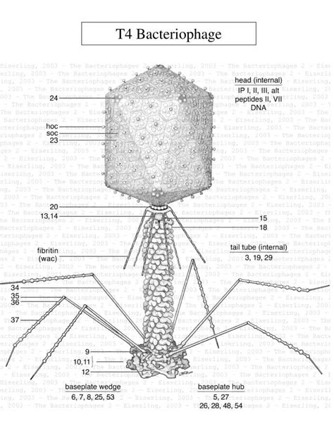 Ppt T4 Bacteriophage Powerpoint Presentation Free Download Id 4109088