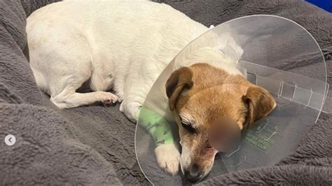Man Accused Of Beating Dog In Melbourne That Later Lost An Eye News