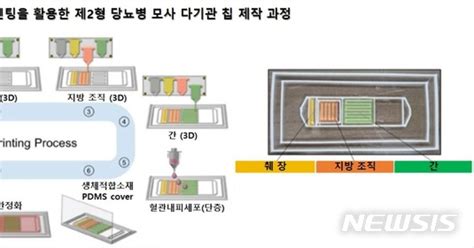 생체실험 없이 당뇨병 연구”단일칩에 첫 주요장기 배열
