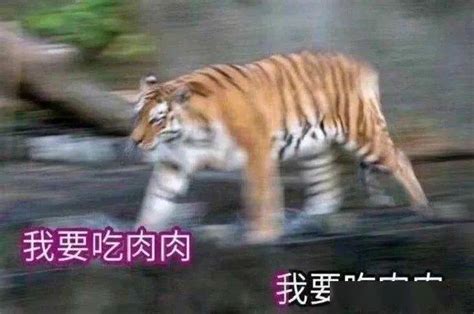 搞笑沙雕表情包 I 我非常以及特别的愤怒 搜狐大视野 搜狐新闻