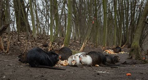 Zvířata U řeky V Plzni Někdo Krmil Kýblem Uzenin Vrchol Hlouposti