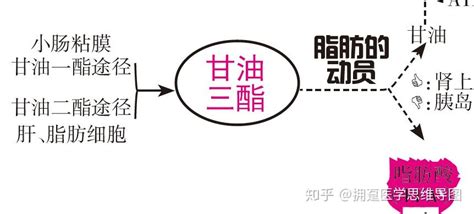 人体的脂质代谢是怎么个流程？ 知乎