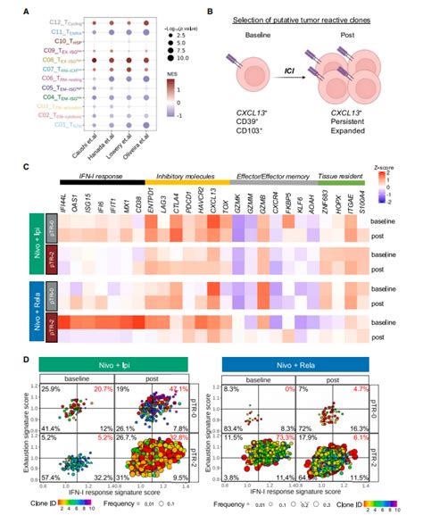 Cancer Cell｜scrna Seq Sctcr 空间多组学整合分析，揭示cd8⁺ T细胞在免疫治疗中的 双路径” 临床问题