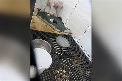 The USDA Takes Far Too Long To Shut Down Problematic Puppy Mills ASPCA
