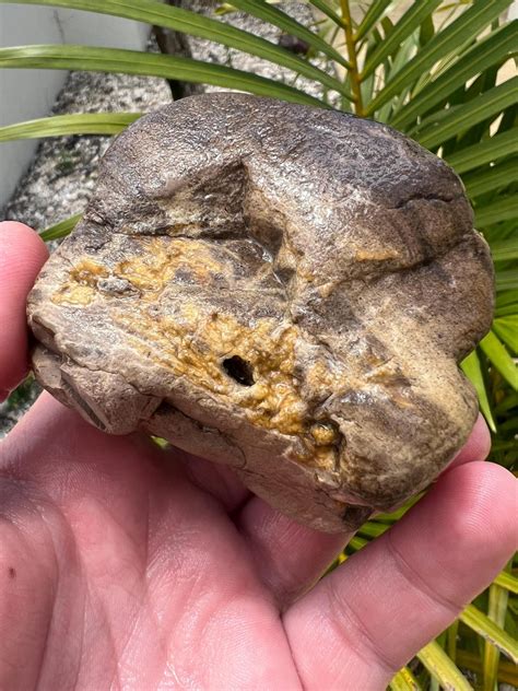 Rare Australian Botryoidal Quartz On Petrified Wood Fossil 320 Grams