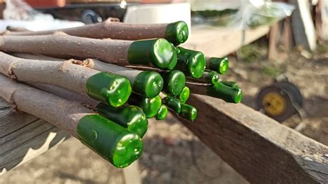 Как готовлю Черенки для Хранения How To Use Sealing Wax On Cuttings