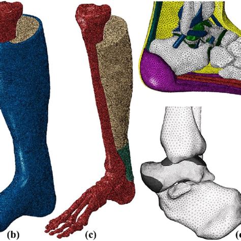 Virtual Solid And Finite Element Modelling Of The Lower Limb A