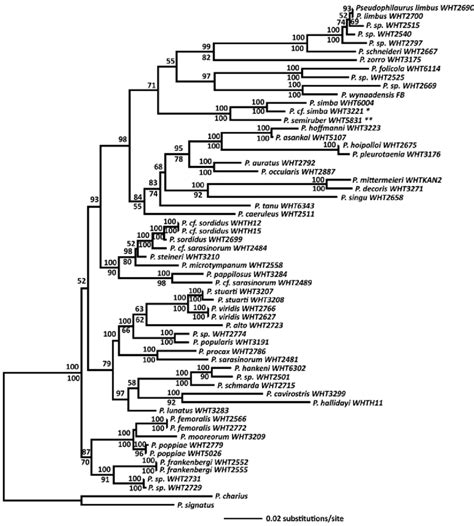 Maximum Likelihood Tree Of 12s And 16s Rrna Gene Fragments With