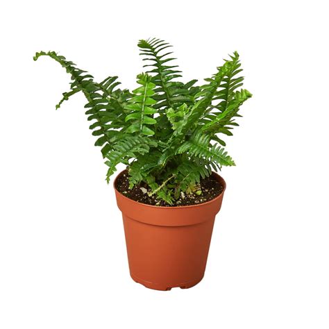 Why Are My Palm Plant Leaves Turning Brown Cafe Planta