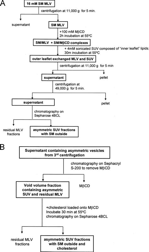 Preparation And Properties Of Asymmetric Vesicles That Mimic Cell Membranes Journal Of