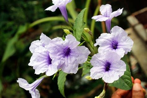 아름 다운 Ruellia Tuberosa 일컬어 Minnieroot 열 루트 금 어 초 루트와 양 감자 꽃 피 0명에 대한 스톡