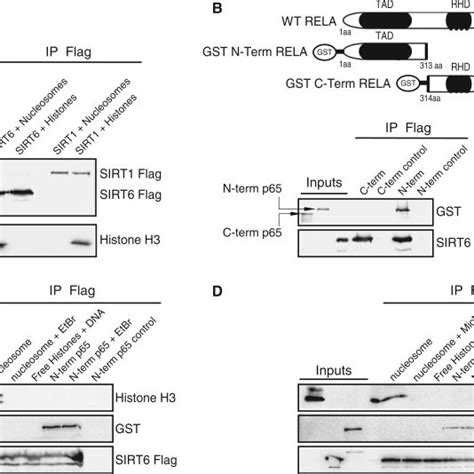 Sirt6 Interacts With Core Histones In A Nucleosome Dependent Manner