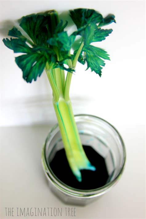 Celery Experiment Observation Sheet
