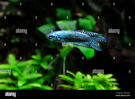 A Beautiful Siamese Fighting Fish Or Blue Alien Betta Fish It Is A