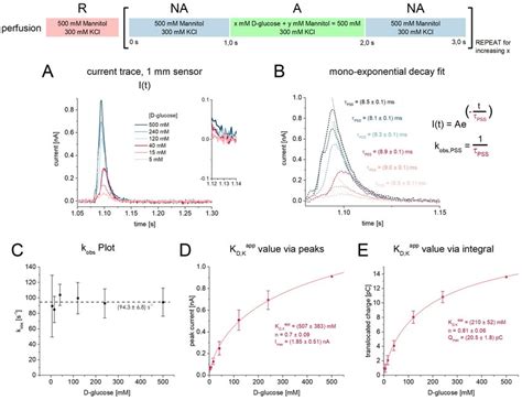 D Glucose Binding To Sglt1 In Absence Of Co Substrate Download