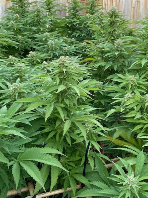 Honey Bucket Hash Hybrid Seeds Black Domina X Black Hash Old Rare