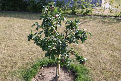 Dwarf Apple Tree