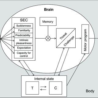 Schematic Representation Of Androgen Changes Proposed By The Challenge Download Scientific