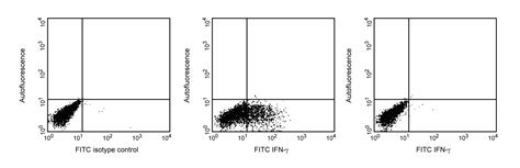 Fitc Mouse Anti Rat Ifn γ