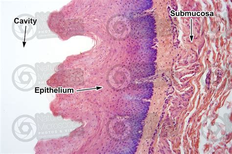 Esophagus Stomach Junction Histology Labeled
