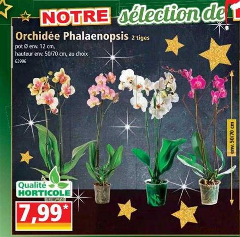 Promo Orchidée Phalaenopsis Tiges chez Norma iCatalogue fr