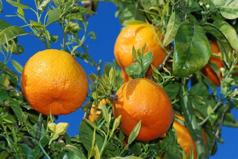 Ripe Oranges On A Tree Stock Photo Image Of Fruit Farm