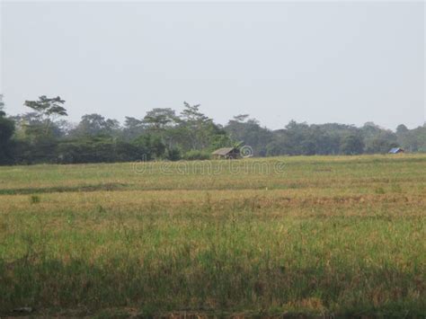 Mi Viaje Toma Fotos En Lugares Abiertos Y Públicos a Través De Bosques