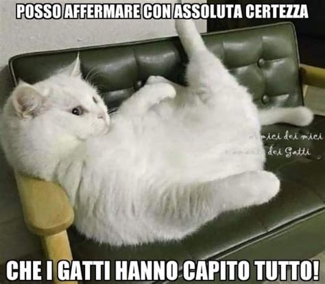 Pin By Aurora Pasquali On Foto Divertenti Di Gatti Silly Cats Cat