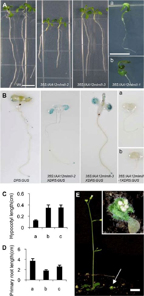 Phenotypes Of Wild Type And Transformed Seedlings Expressing