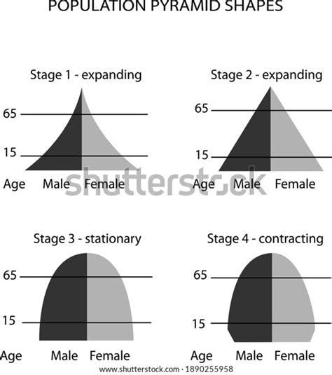 Stationary Population Pyramid Images Stock Photos Vectors Shutterstock