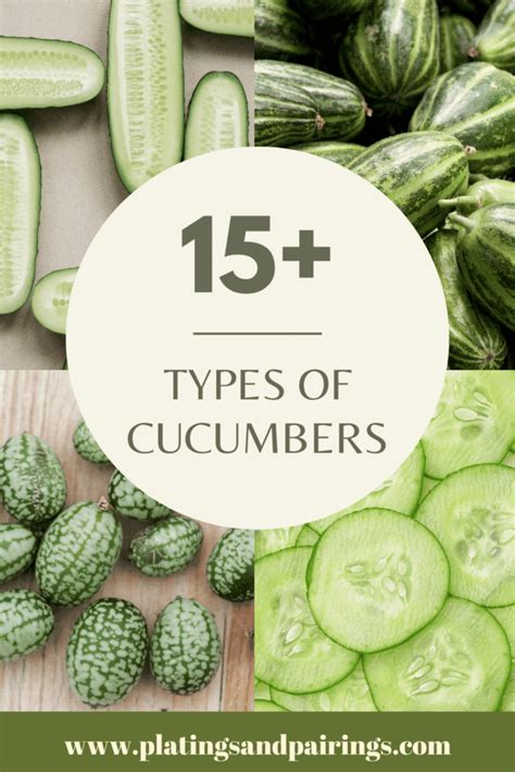 15 Different Types Of Cucumbers With Pictures