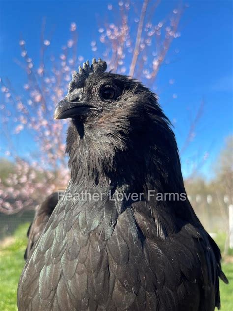 Black Fibro Easter Egger Chicks For Sale Feather Lover Farms