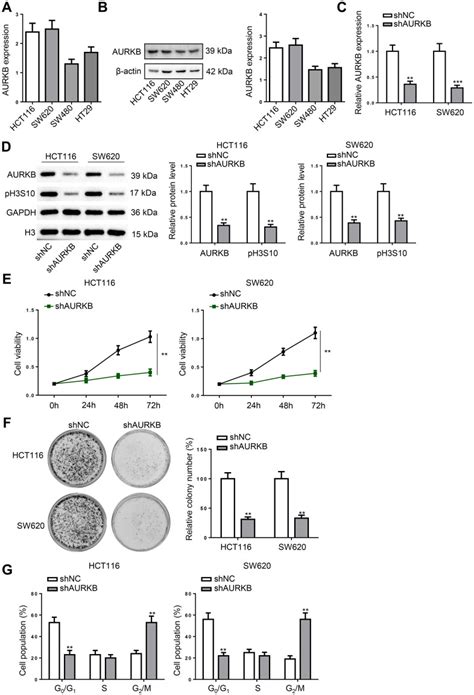 Aurkb Promotes Colorectal Cancer Progression By Triggering The Phosphorylation Of Histone H3 At