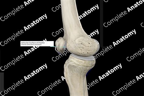 Patella Bone Diagram