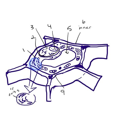 Plant Cell Diagram Diagram Quizlet