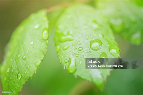새로운 어린 잎은 비가 올 때 물방울이 떨어지는 녹색입니다 봄의 자연 0명에 대한 스톡 사진 및 기타 이미지 0명 녹색 물 Istock