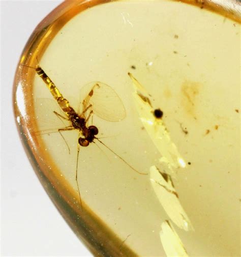 Rare Mayfly In Amber