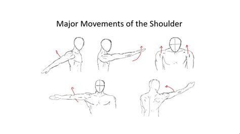 Shoulder Flexion Vs Extension
