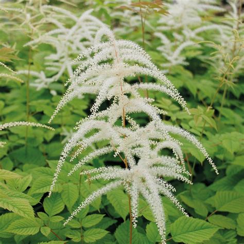 Aruncus Sylvester From Mr Fothergills