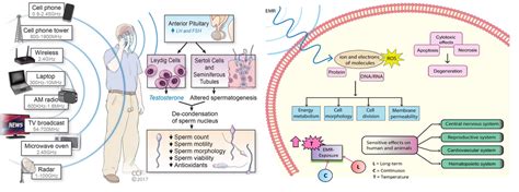 Blog Bio Ressources The Effects Of Electromagnetic Radiation On Health A Hidden Truth Behind